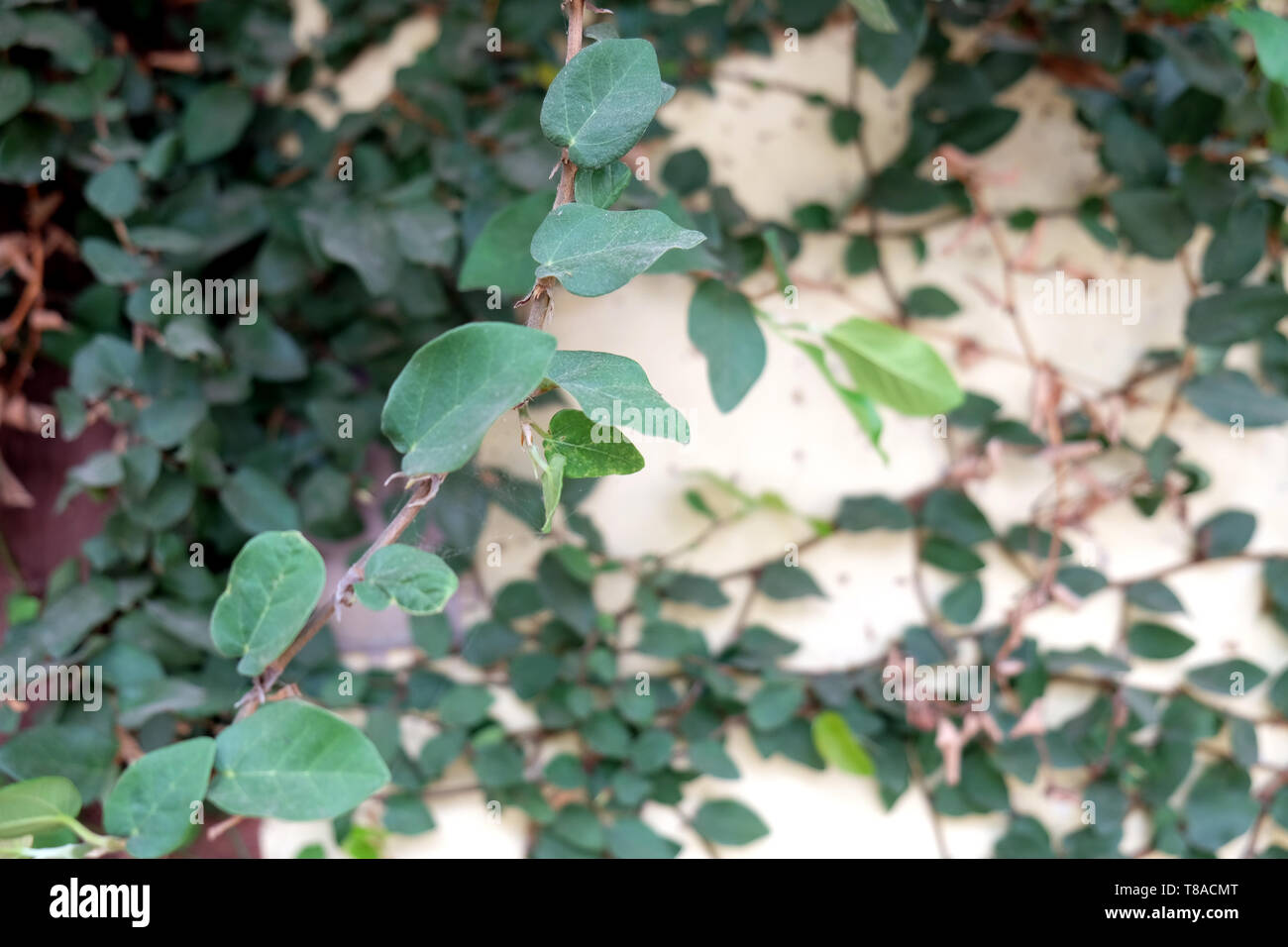 Natural green background. Creeping fig (Ficus pumila) used to decorate ...
