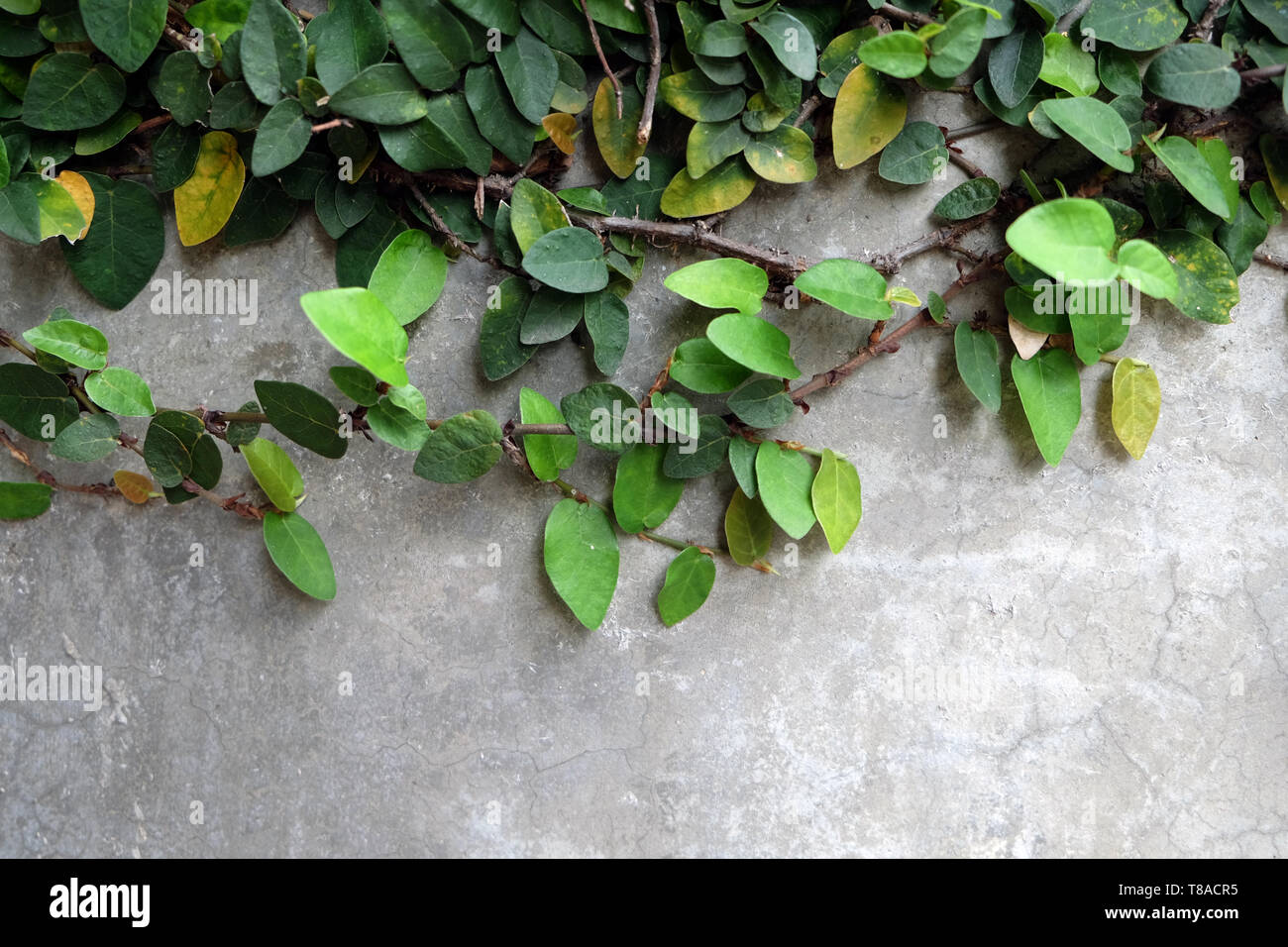 Natural green background. Creeping fig (Ficus pumila) used to decorate ...