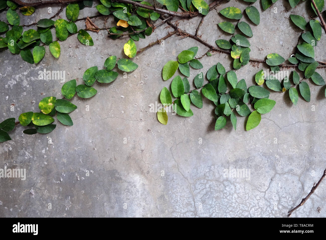 Natural green background. Creeping fig (Ficus pumila) used to decorate ...