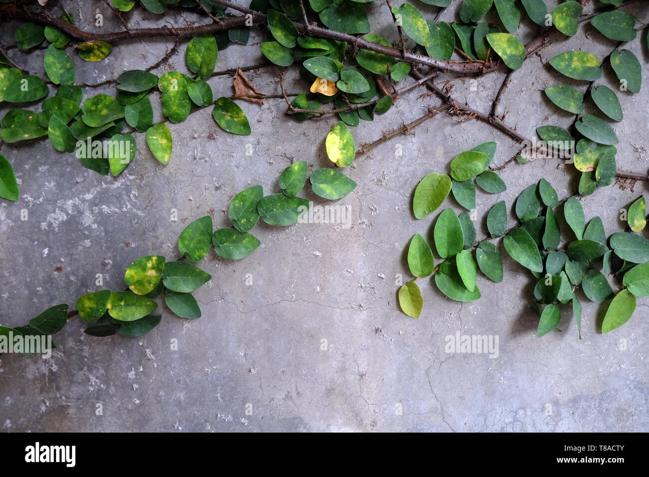 Natural green background. Creeping fig (Ficus pumila) used to decorate ...