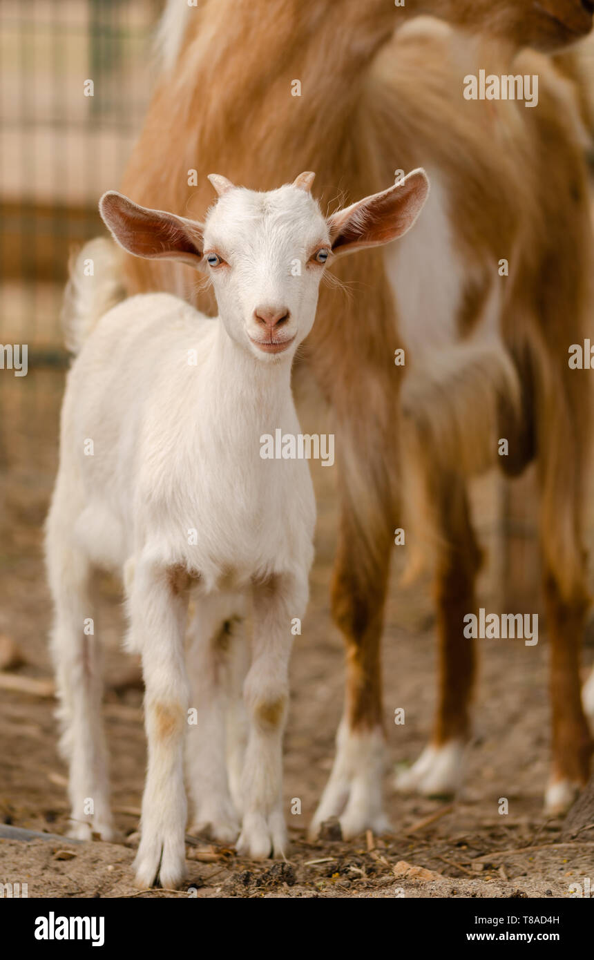 Little white dairy breed goat on the yard, blurred background. Farm ...
