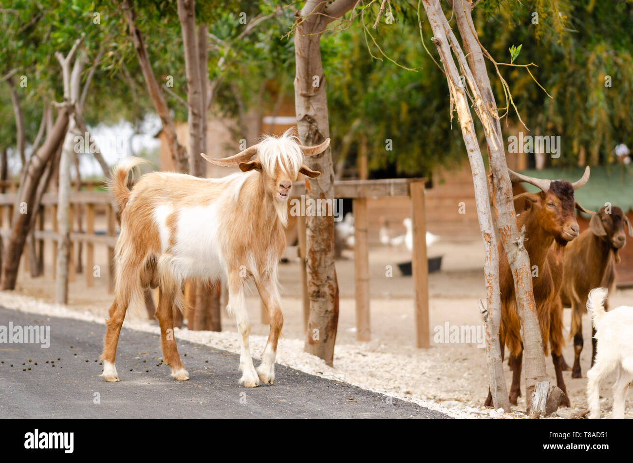 Hairy goat hi-res stock photography and images - Alamy