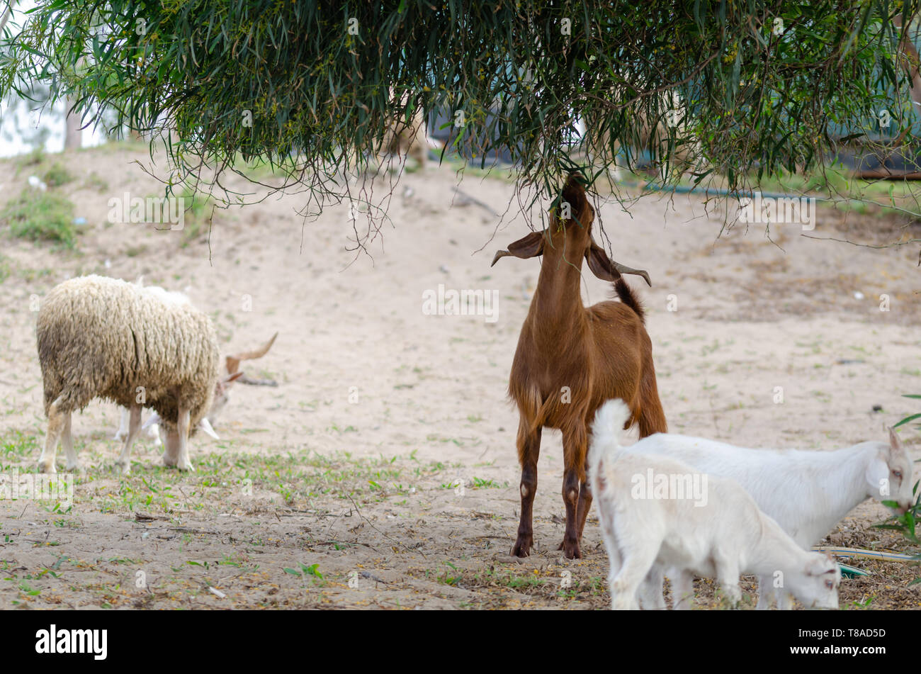 Domestic goat climbing hi-res stock photography and images - Alamy