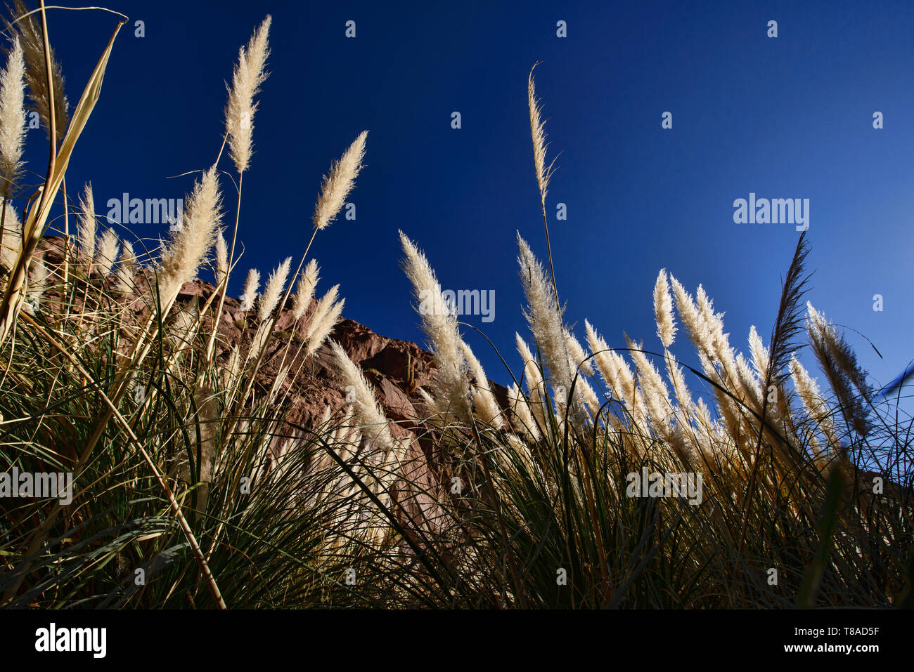 Pampas grass, San Pedro de Atacama, Chile Stock Photo - Alamy