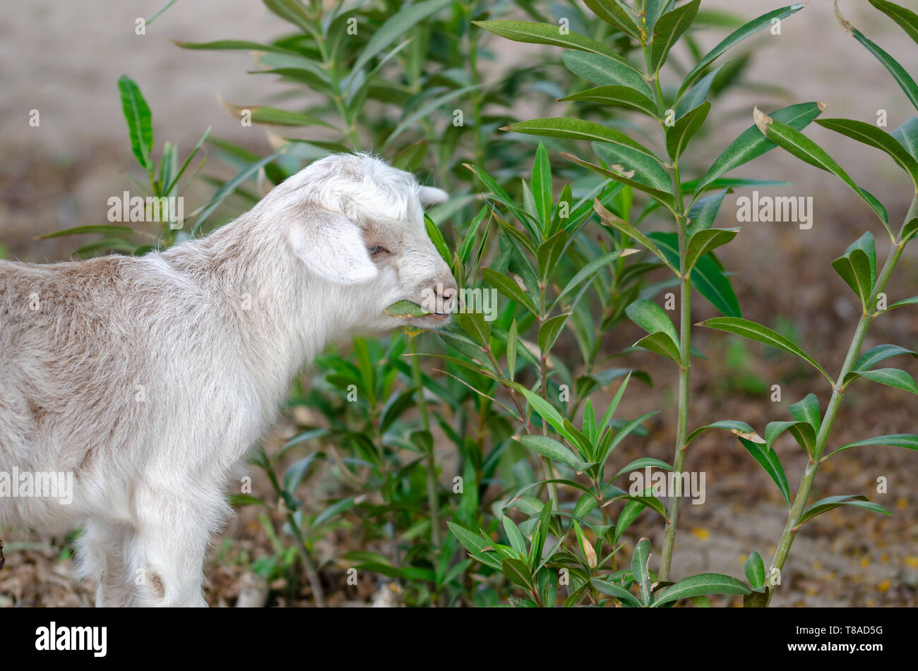 Little white dairy breed goat in the farm. Farm concept. Kid, goatling ...