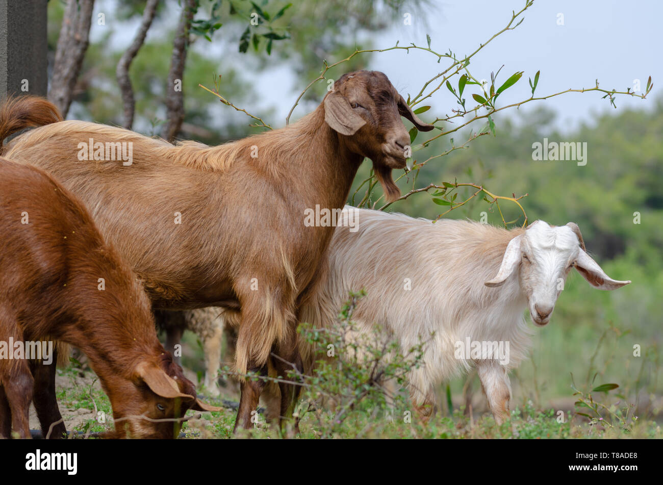 Close up goat goat chews hi-res stock photography and images - Alamy