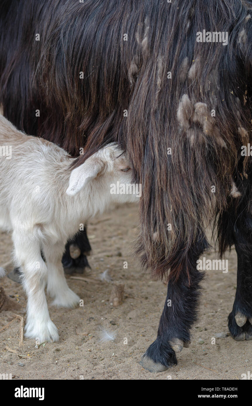 The goatling is sucking goat udder Stock Photo - Alamy