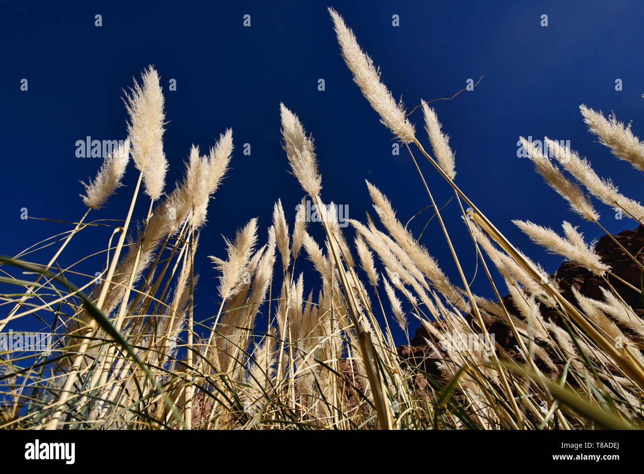 Pampas grass, San Pedro de Atacama, Chile Stock Photo - Alamy