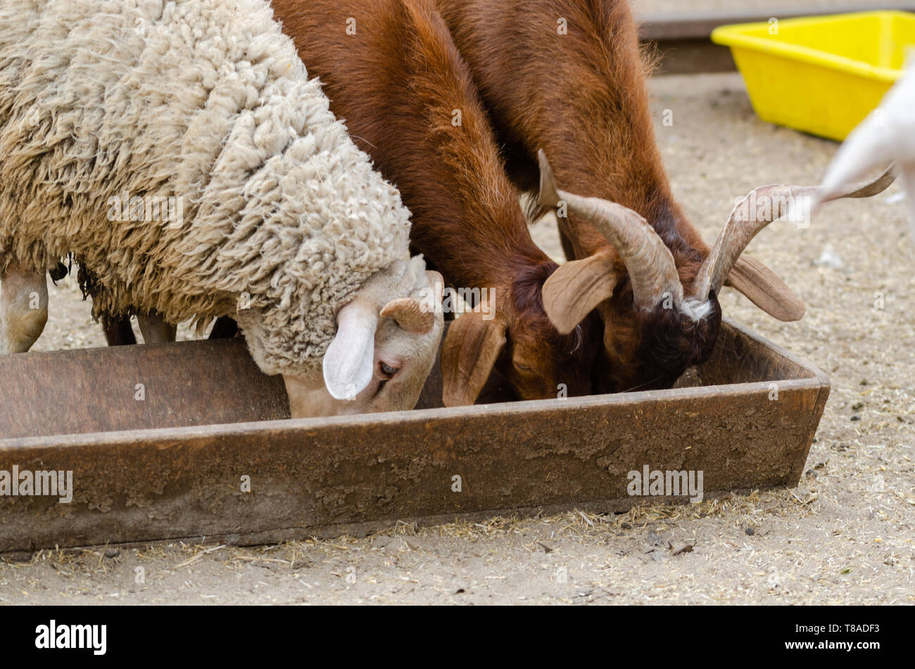 Sheep and goats are eating fodder on the farm Stock Photo - Alamy
