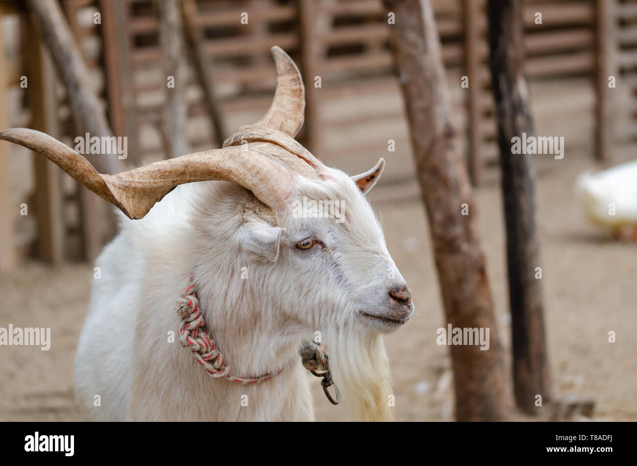 Portrait of a male Goat in a Goat farm. copy space Stock Photo - Alamy