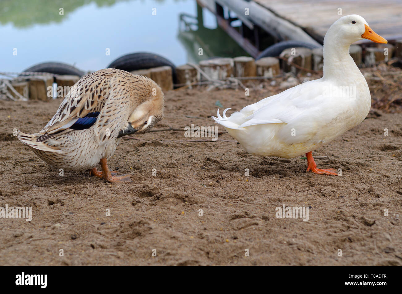 Beautiful ducks on nature background Stock Photo - Alamy