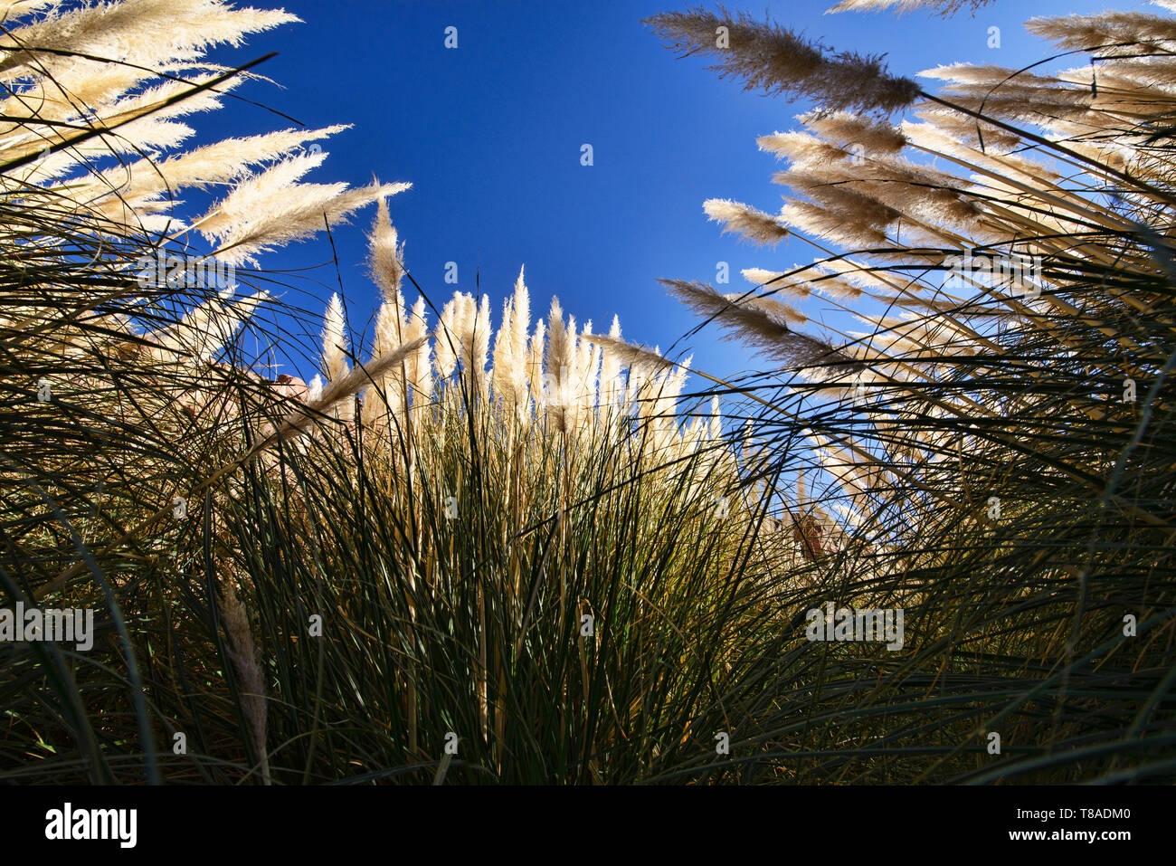 Pampas grass, San Pedro de Atacama, Chile Stock Photo - Alamy