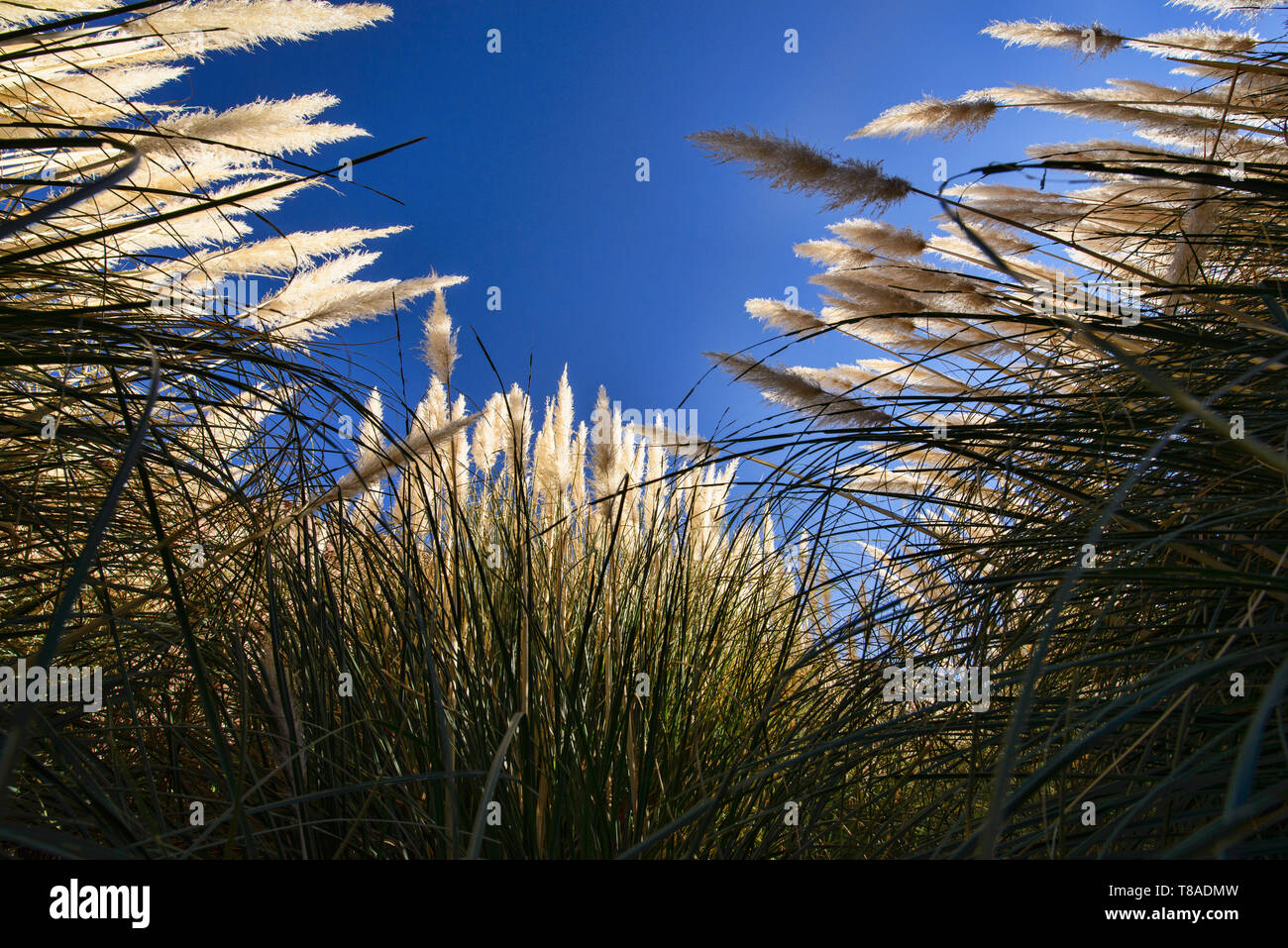 Pampas grass, San Pedro de Atacama, Chile Stock Photo - Alamy