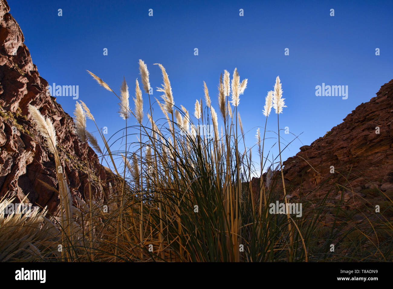 Pampas grass, San Pedro de Atacama, Chile Stock Photo - Alamy