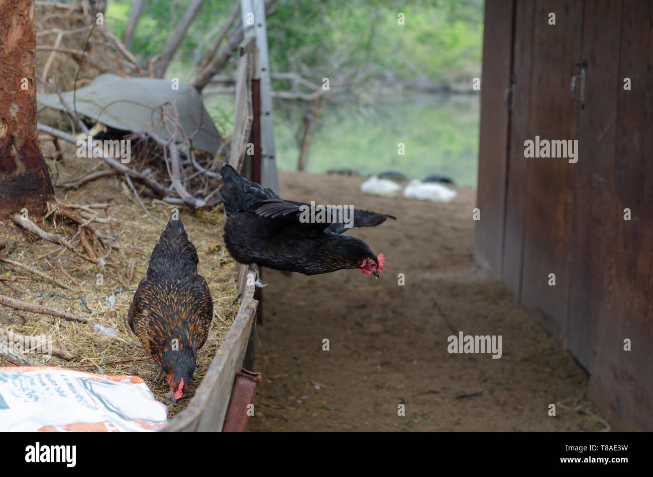 Chicken head in black hi-res stock photography and images - Alamy