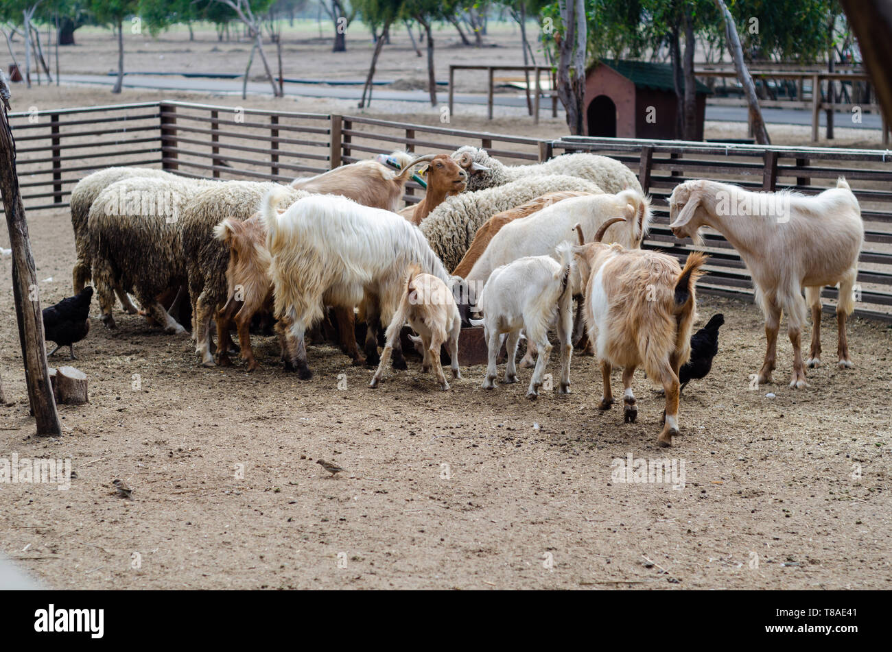 Sheep and goats are eating the fodder in the farm Stock Photo - Alamy
