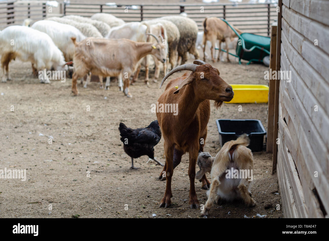 Dirty goat hi-res stock photography and images - Alamy