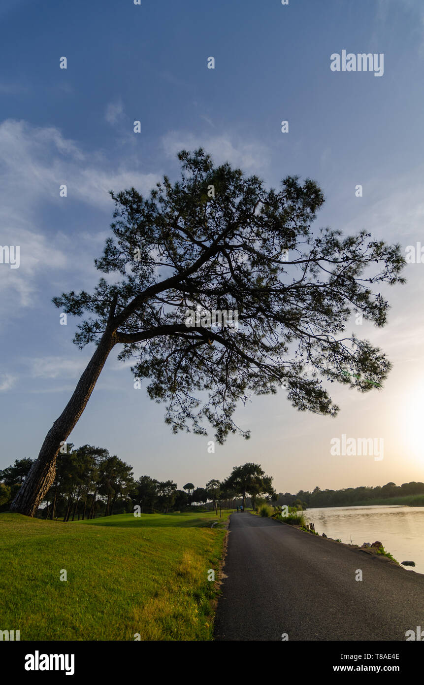 Alone and curved pine tree (cedar pine) against blue sky with clouds ...