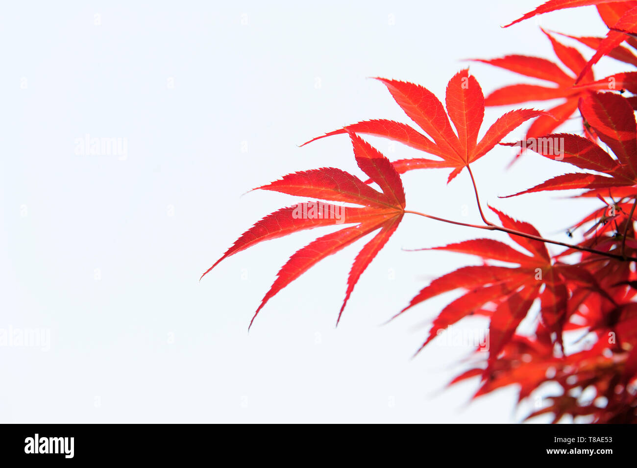Red maple leaf Stock Photo - Alamy
