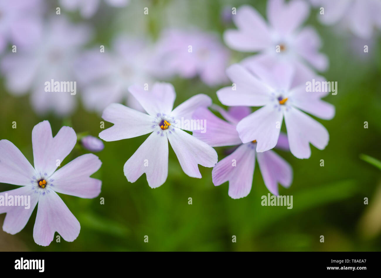Lila color flower close-up using shallow focus in soft lighting. Soft ...