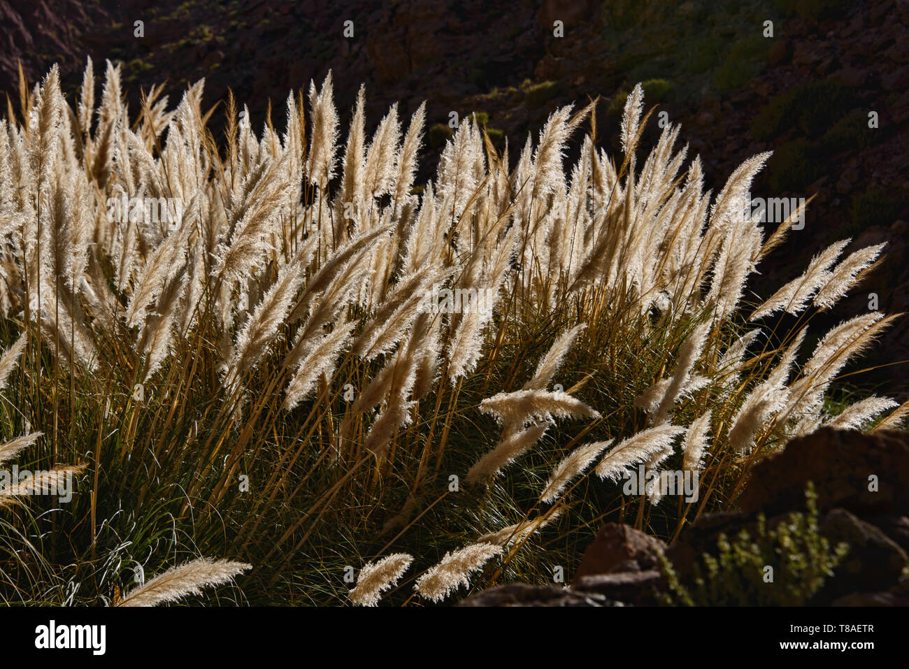 Pampas grass, San Pedro de Atacama, Chile Stock Photo - Alamy