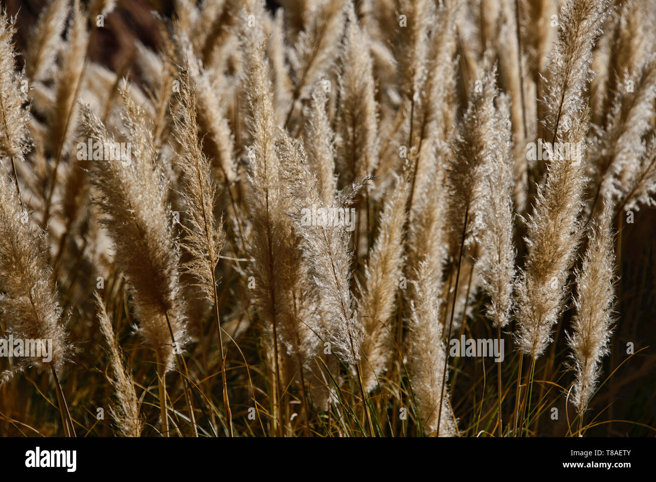 Pampas grass, San Pedro de Atacama, Chile Stock Photo - Alamy
