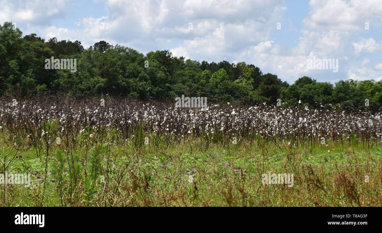 Georgia farm farming agriculture hi-res stock photography and images ...