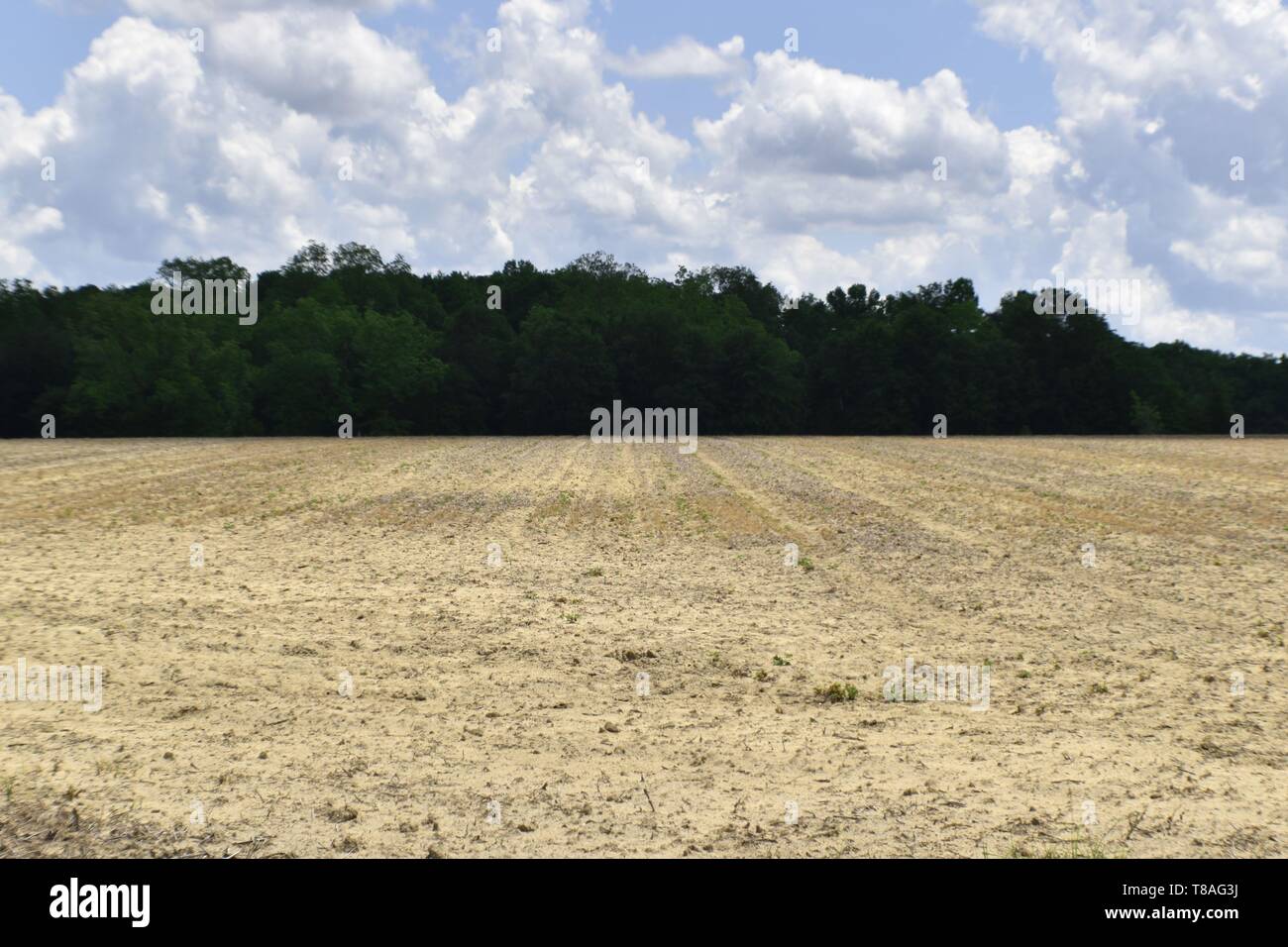 Rows of a barren plowed field direct your attention to a thick wooded ...