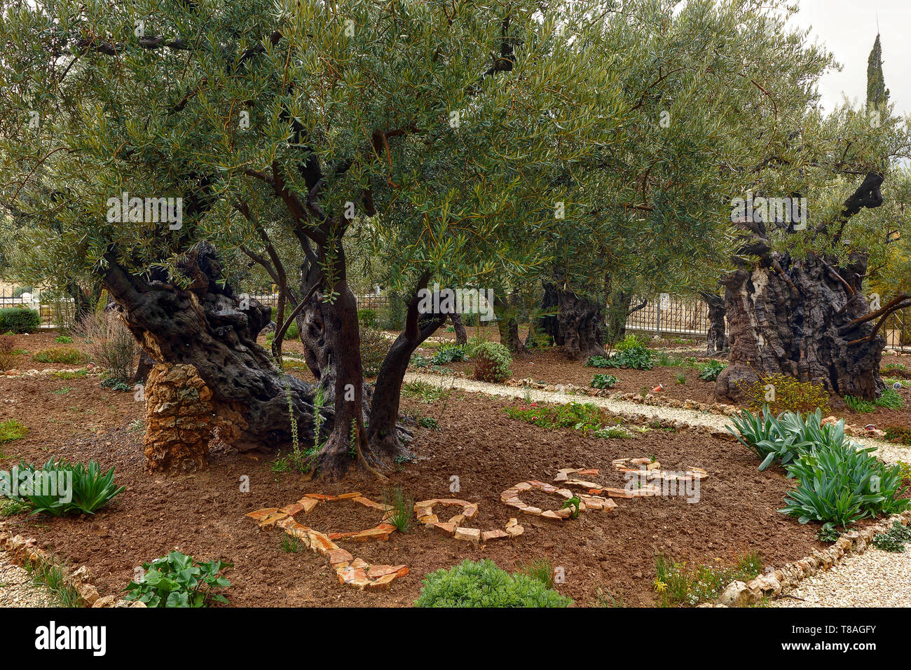 Olive trees of Gethsemane on the Mount of Olives, the silent witnesses ...