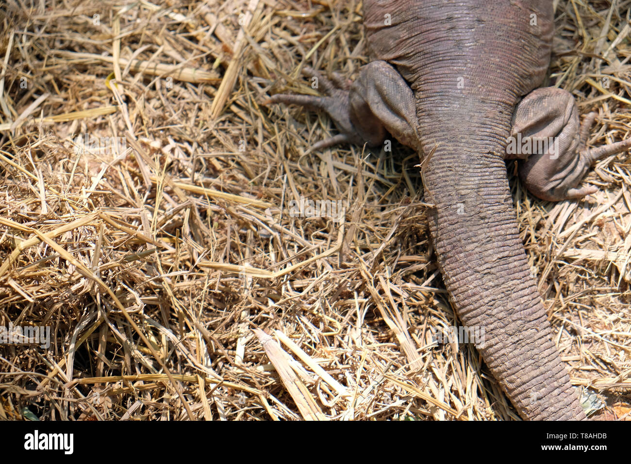 Tegu lizard hi-res stock photography and images - Alamy