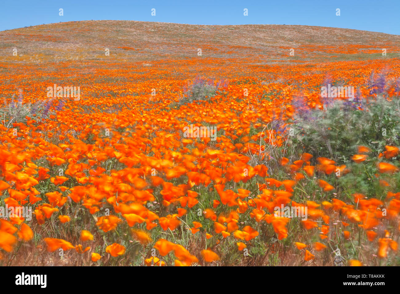 Field of blooming California poppies at Antelope Valley California ...