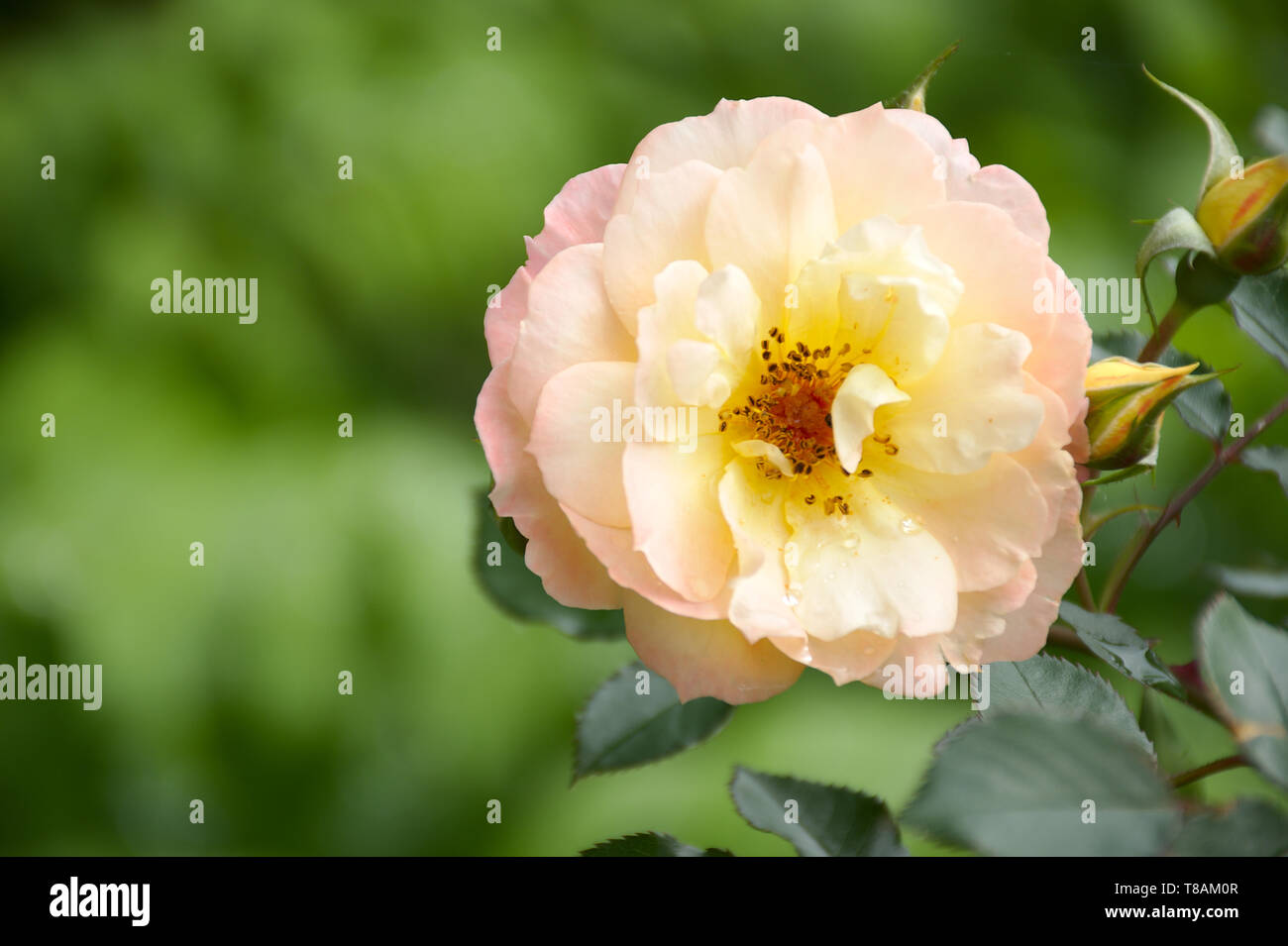 Peach color Rose Stock Photo - Alamy