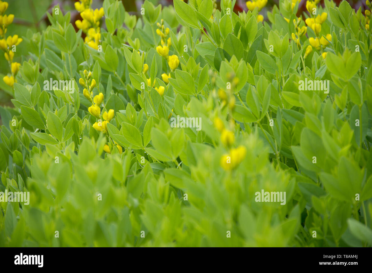 False indigo bush hi-res stock photography and images - Alamy