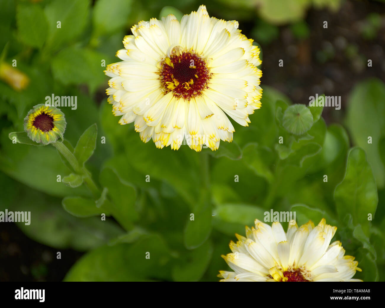 calendula officinalis flower Stock Photo - Alamy