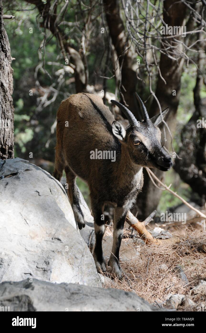 Feral goat in the Samarià Gorge, Crete Stock Photo - Alamy