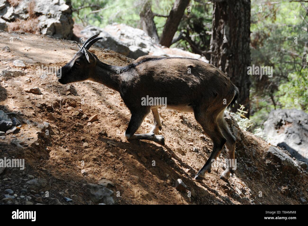 Feral goat in the Samarià Gorge, Crete Stock Photo - Alamy