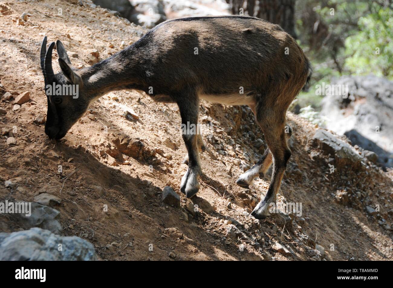 Feral goat in the Samarià Gorge, Crete Stock Photo - Alamy