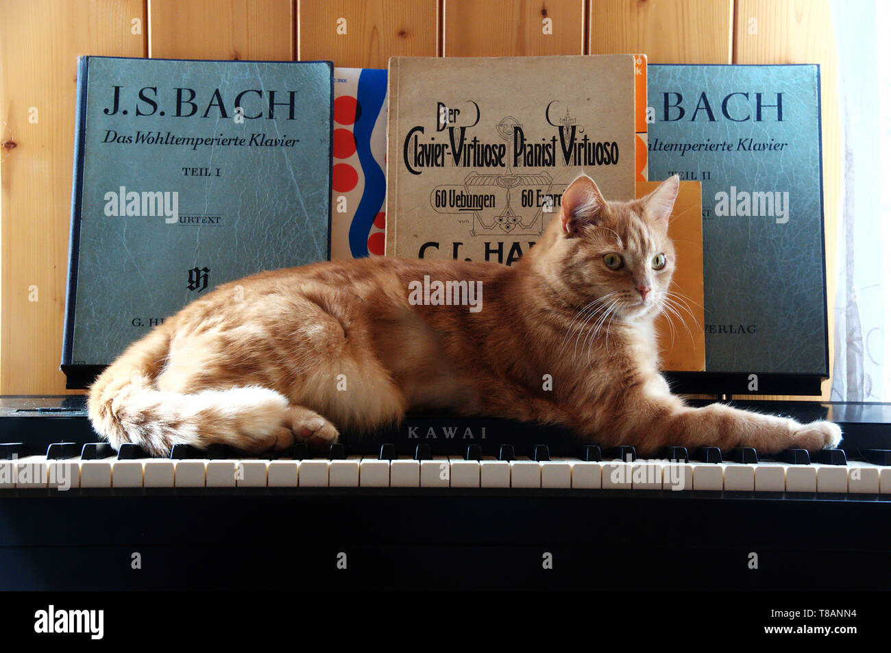 Cat on the keyboard; ginger tom lying on piano with musical notes by ...