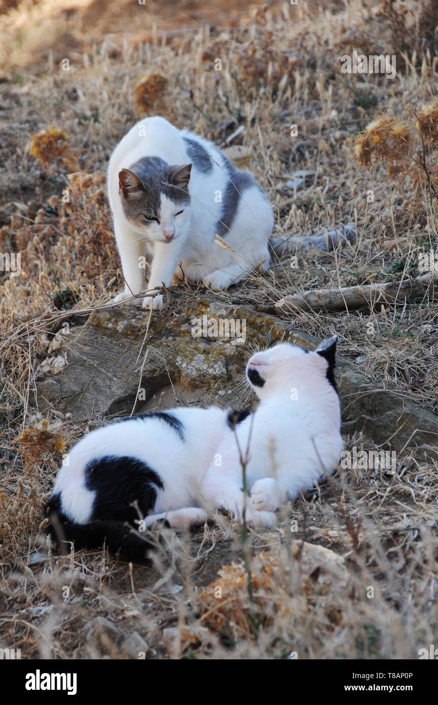Feral cats in Crete Stock Photo - Alamy