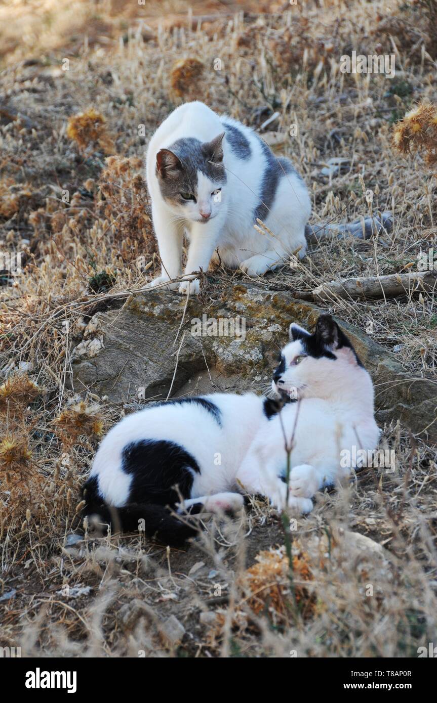 Feral cats in Crete Stock Photo - Alamy