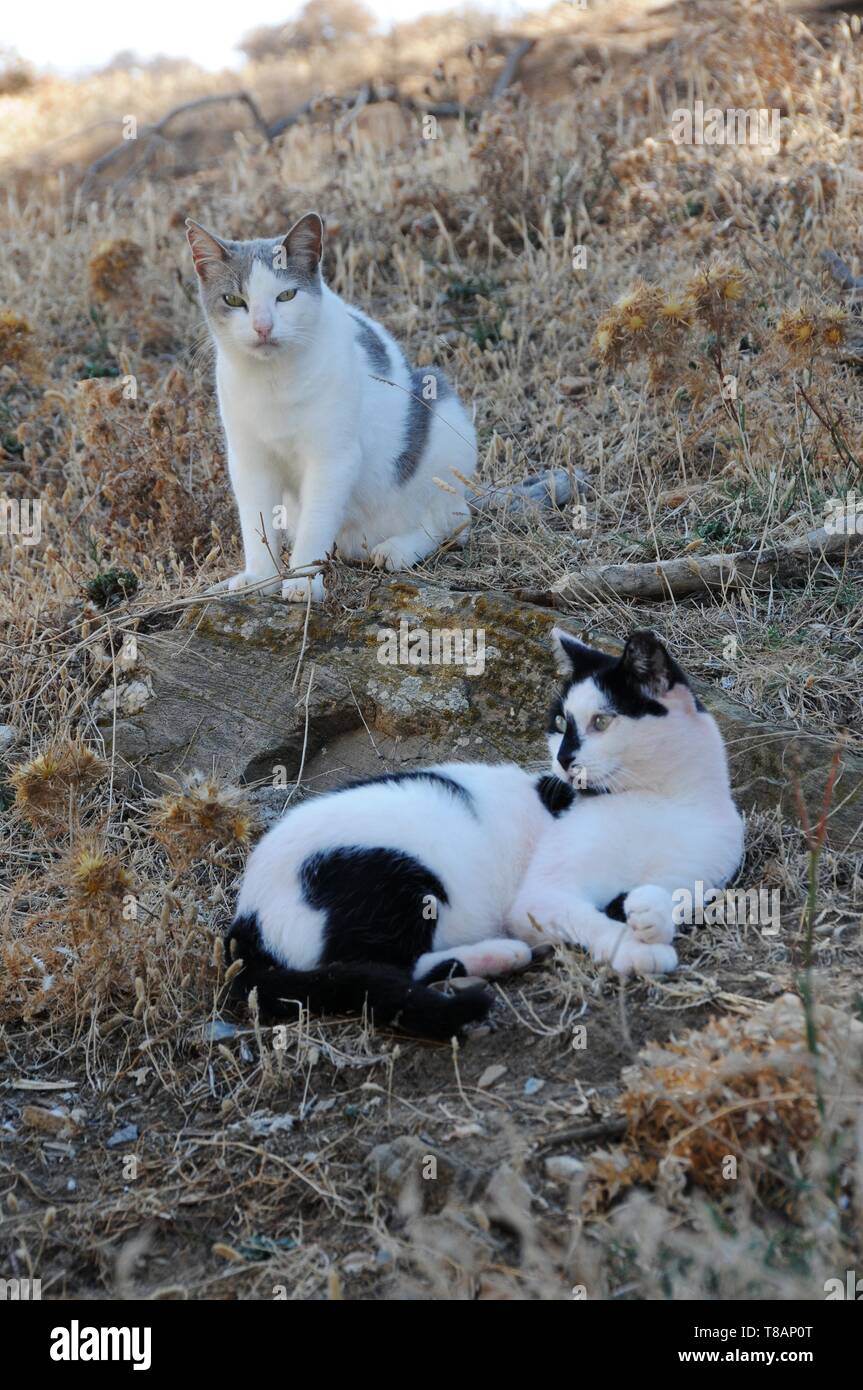 Feral cats in Crete Stock Photo - Alamy