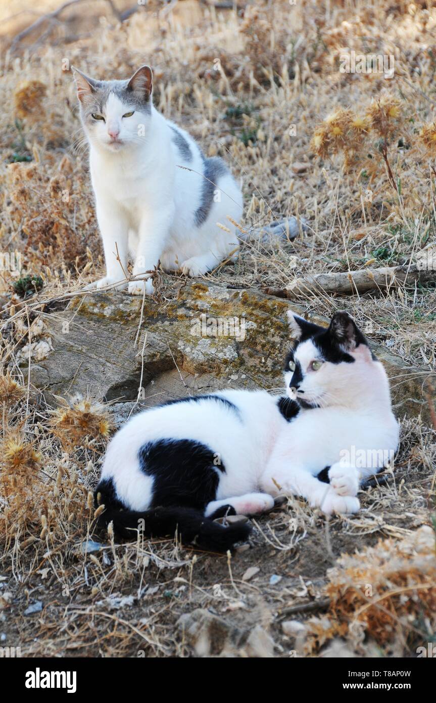 Feral cats in Crete Stock Photo - Alamy
