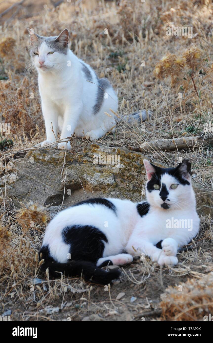 Feral cats in Crete Stock Photo - Alamy