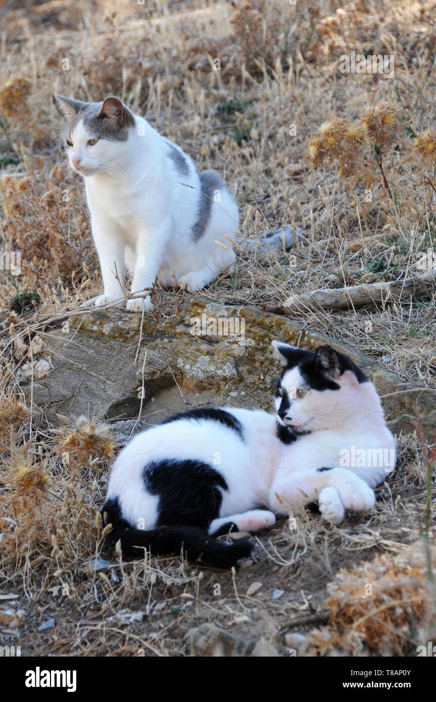 Cats of crete hi-res stock photography and images - Alamy