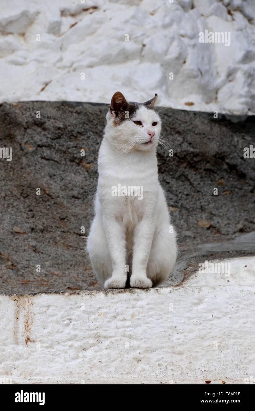 Feral cat in Crete Stock Photo - Alamy