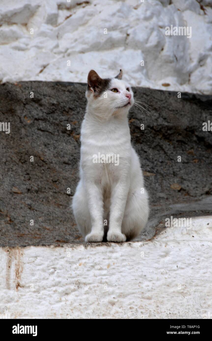Feral cat in Crete Stock Photo - Alamy