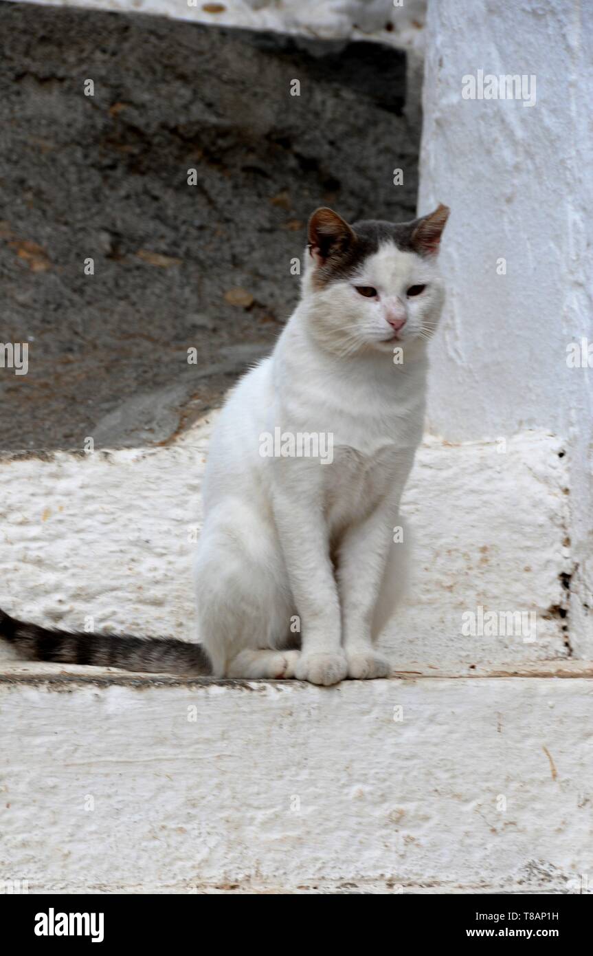 Feral cat in Crete Stock Photo - Alamy
