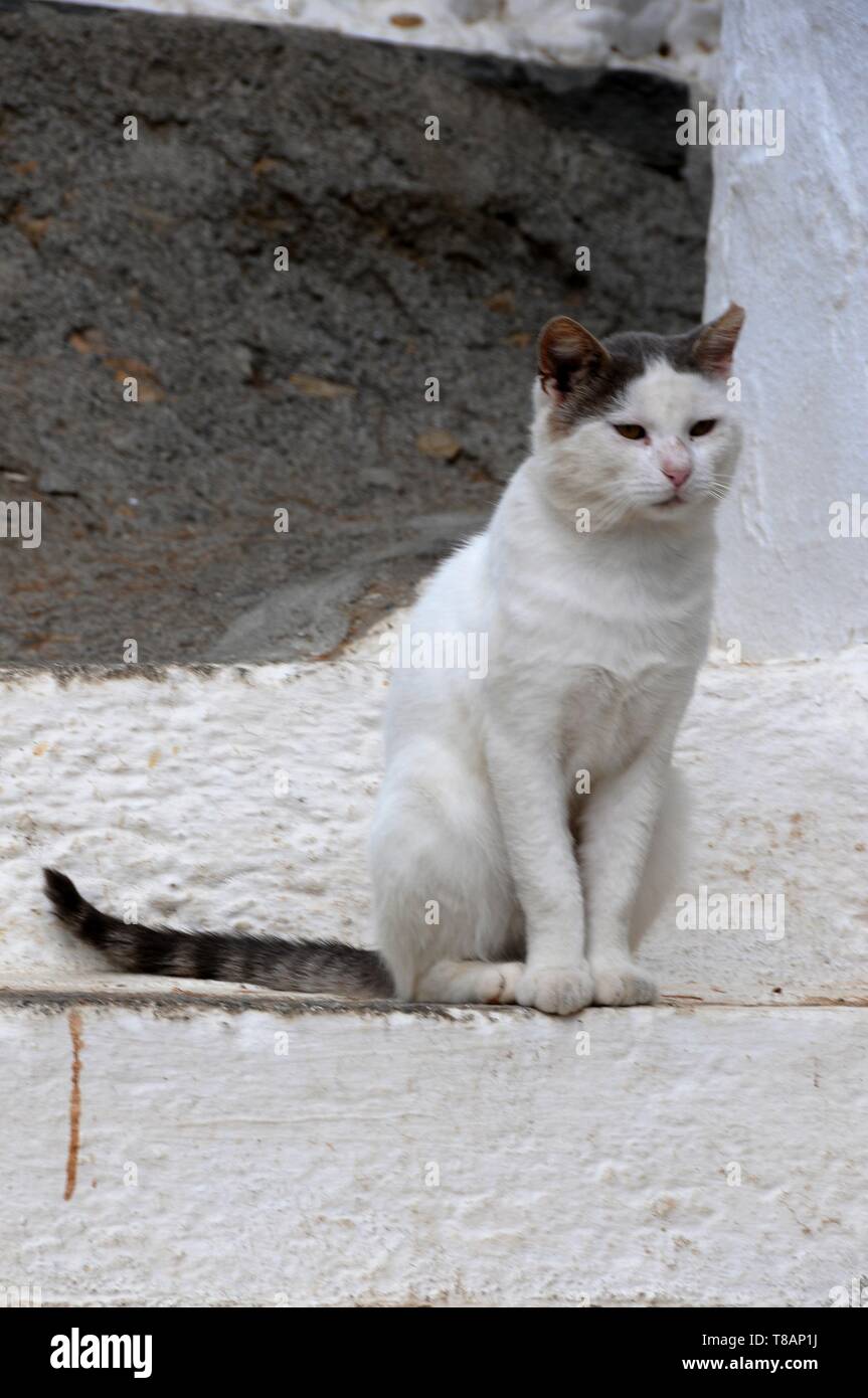 Feral cat in Crete Stock Photo - Alamy