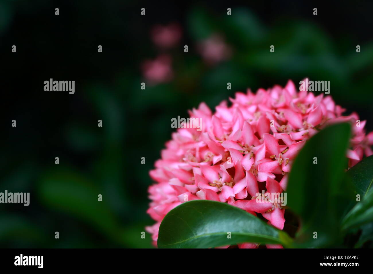 Spike inflorescence hi-res stock photography and images - Alamy