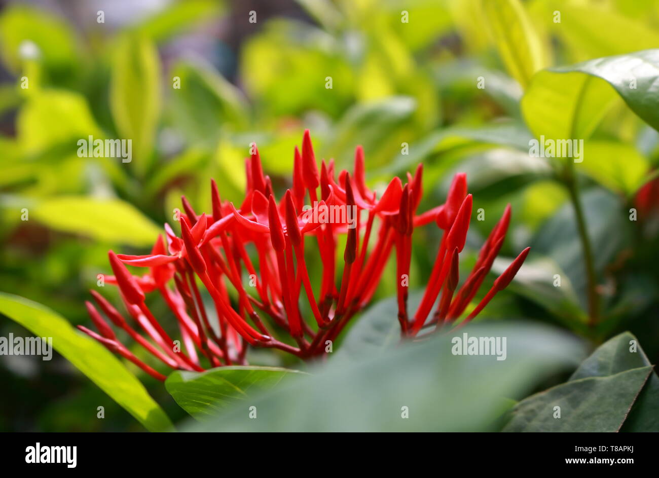 Red spike flower hi-res stock photography and images - Alamy